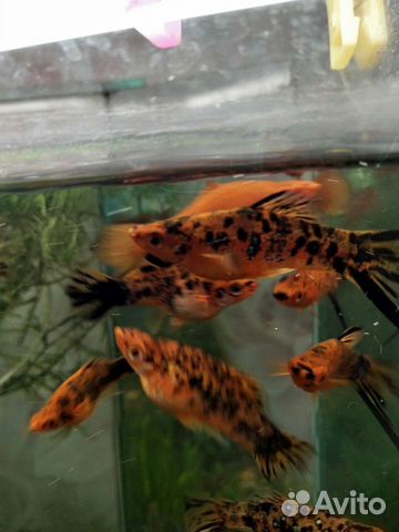 Меченосцы красные и тигровые