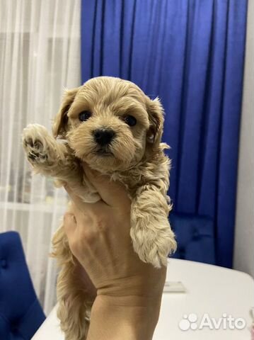 Мальтипу f1 Мальчик Красавчик