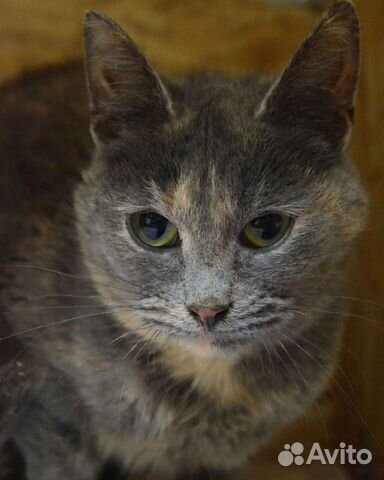 Серый котенок девочка в добрые руки