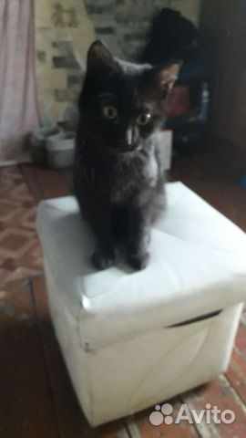Котики бесплатно в добрые руки