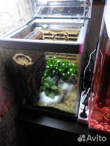 Колония муравьев Pheidole Sinica