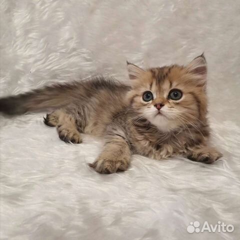 Ласковая кошечка
