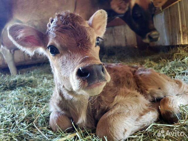 Телята бычки