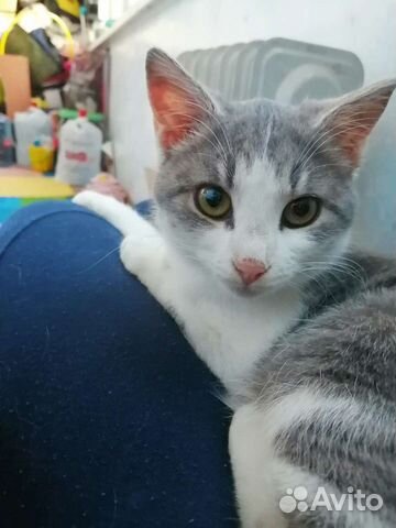 Котёнок девочка