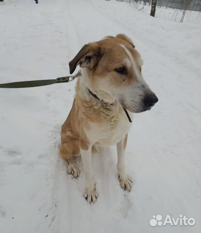 Алтай 10 лет провел в приюте