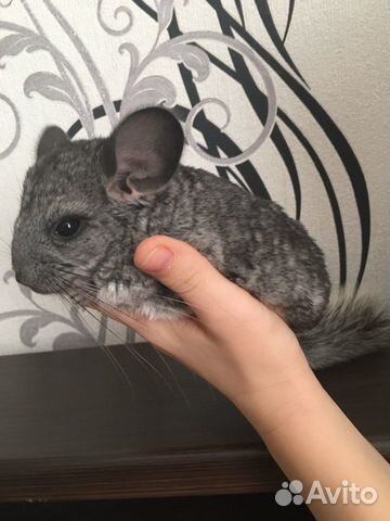 Шиншилла