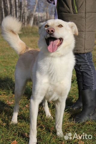 Винни-белый ангел в добрые руки