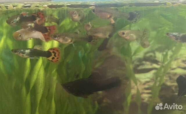 Аквариумные рыбки