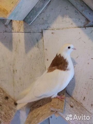 Голубь Пермские Гривуны