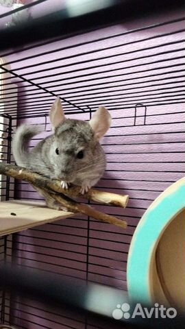 Шиншиллы с клеткой