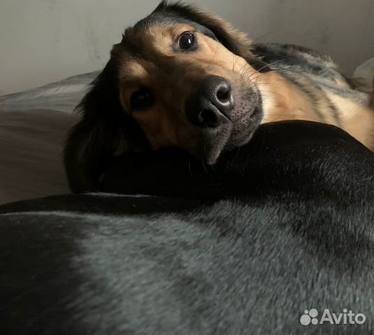 Пёсик медвежонок Барни