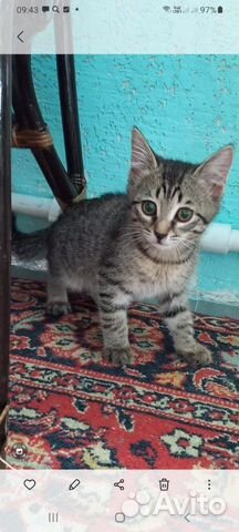 Котик в добрые руки