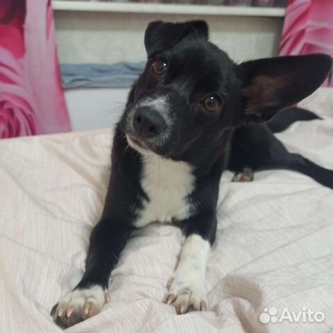 Маленькая собачка 6 кг