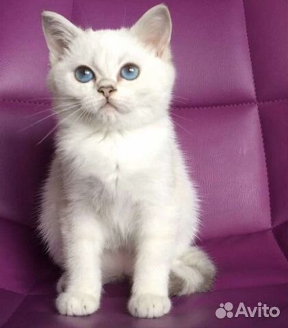 Котенок Ева