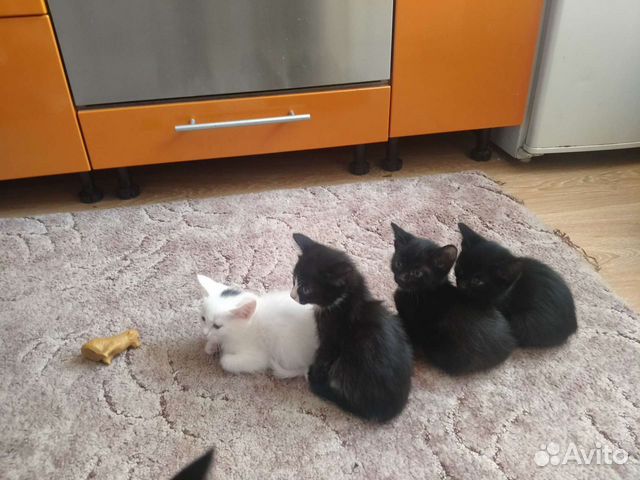 Котятки бесплатно