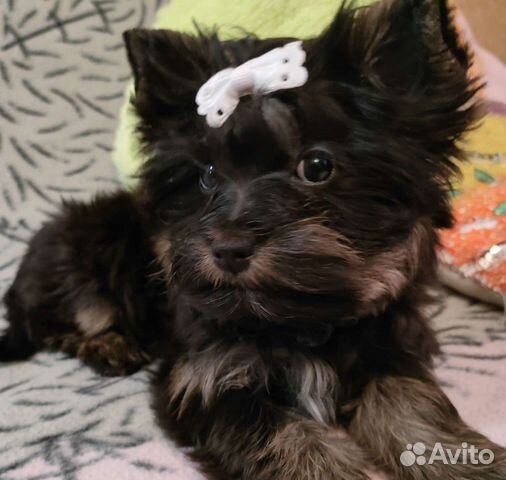 Цветной Йоркширский терьер девочка