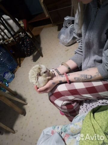 Продам африканского ёжика