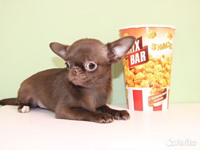 Гламурная шоколадка