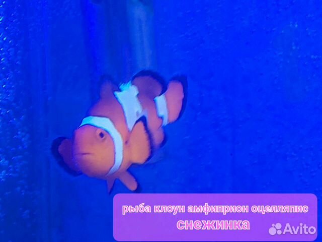 Рыба клоун амфиприон оцеллярис снежинка