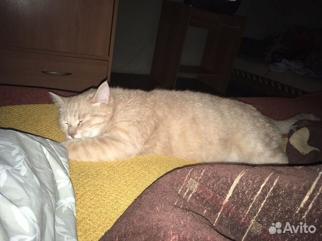 Кошка