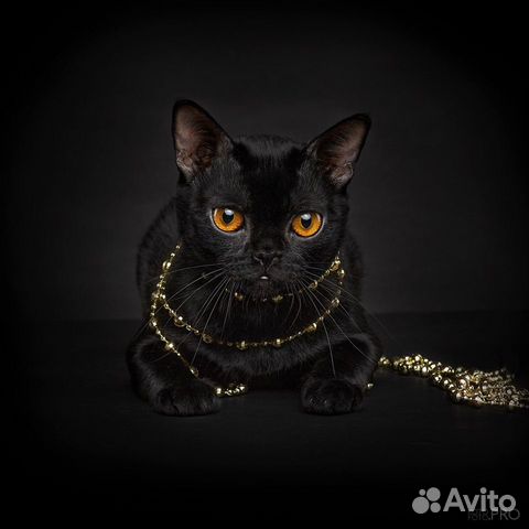 Бомбейская кошка