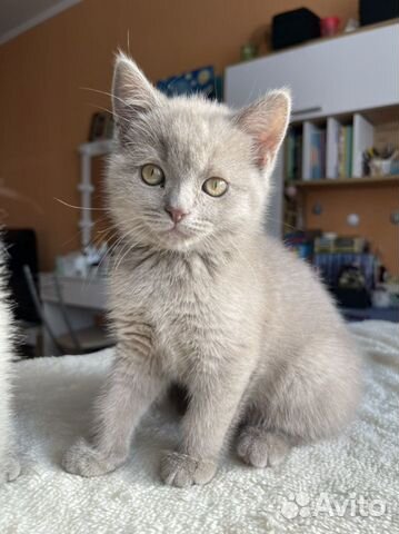 Шатланские вислоухие котята