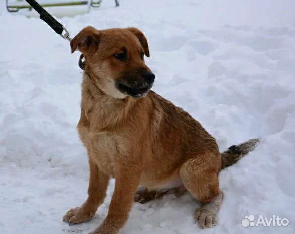 Замечательный щенок, мальчик