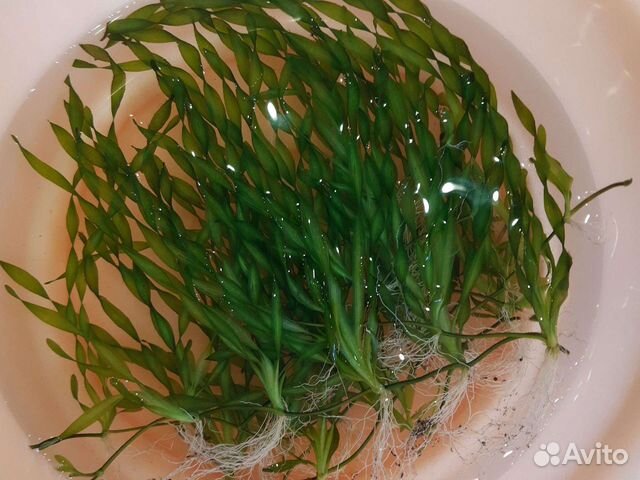Аквариумные растения (Валлиснерия спиральная)