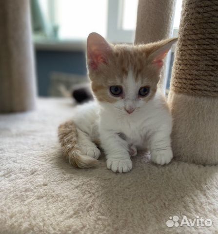 Малышка манчкин с короткими лапками