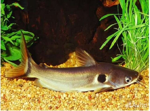 Сом павлиний глаз, длина около 10 см