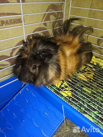 Морская свинка (муж) вязка