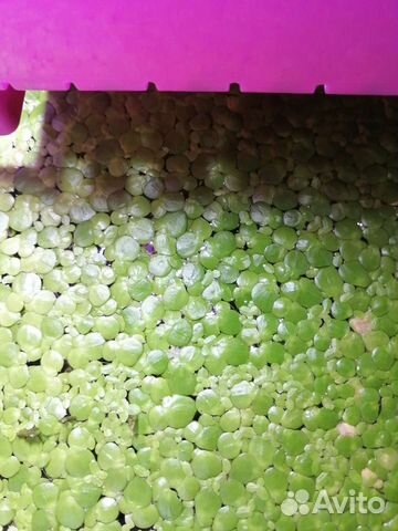 Водоросли в аквариум ряска и лимнобиум