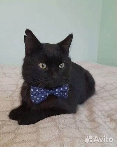 Кот Джонни 1г