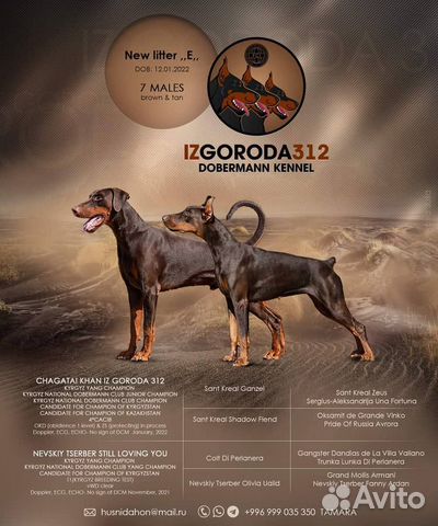 Щенки добермана из города 312