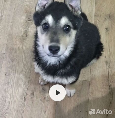 Маленькая собака в добрые руки