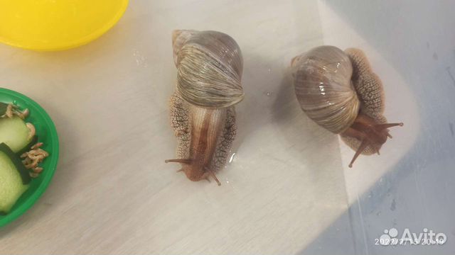 2 взрослых ахатина с домиком и кормом
