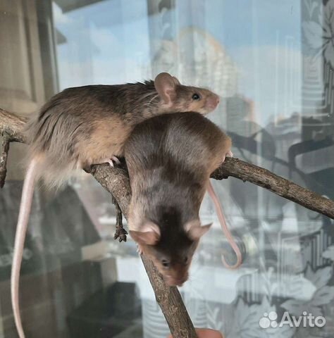 Декоративные мыши