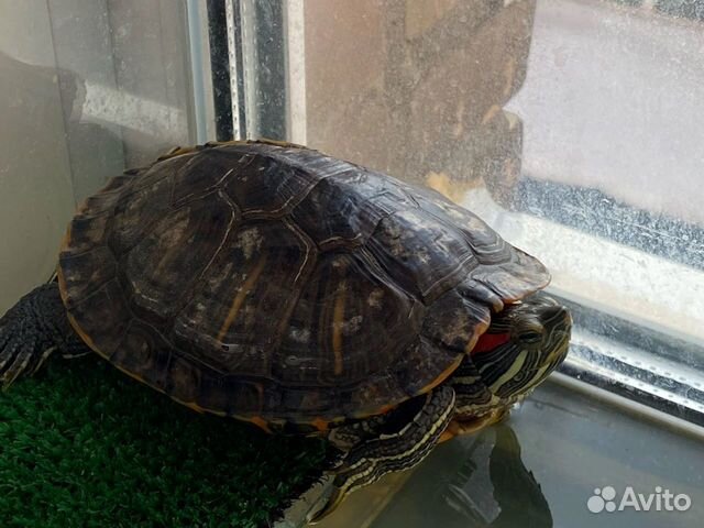 Черепаха