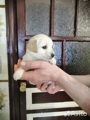 Собаки щенки