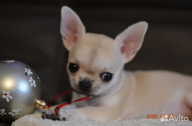 Красивая мини девочка чихуахуа, 3.5 мес, привита
