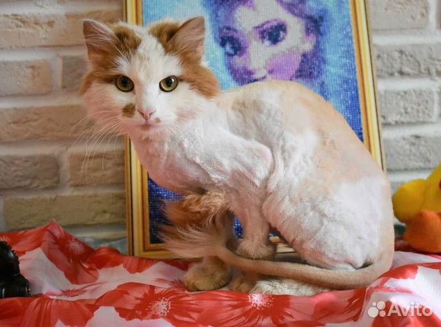 Котик