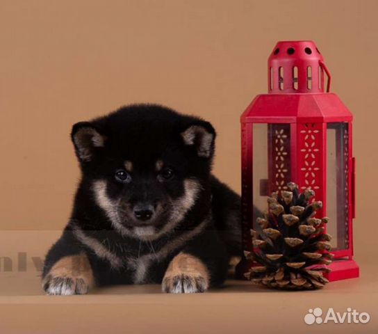 Черно подпалые сибы ину