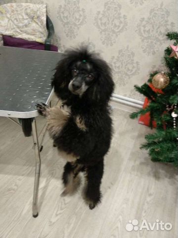 Пудель кобель