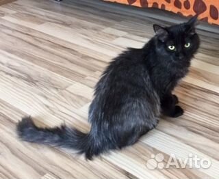 Котенок-девочка компаньоном в Очень Нежные Руки)