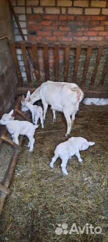 Козы молочные с козлятами