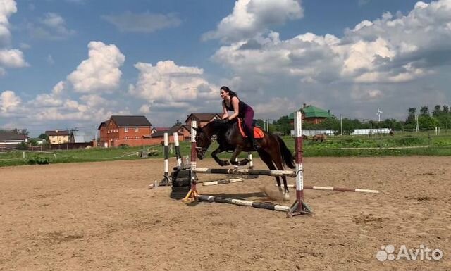 Лошадь 2009 г.р, англо-терско-орловская помесь