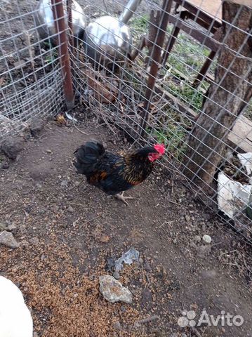 Петух бентамка