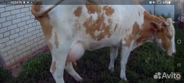 Дойная корова нужна