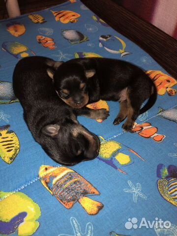 Очень красивые щенки Той-терьера