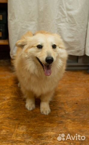 Небольшая девочка коротколапик для квартиры